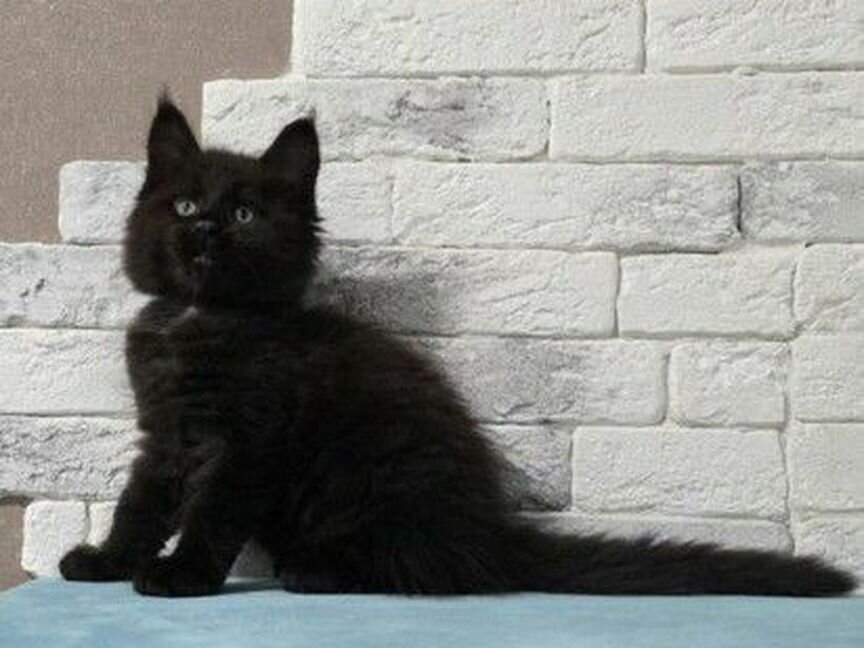 Летняя детвора обаятельных рысяток