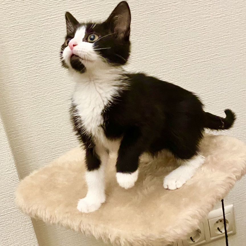 Котенок мальчик в добрые руки