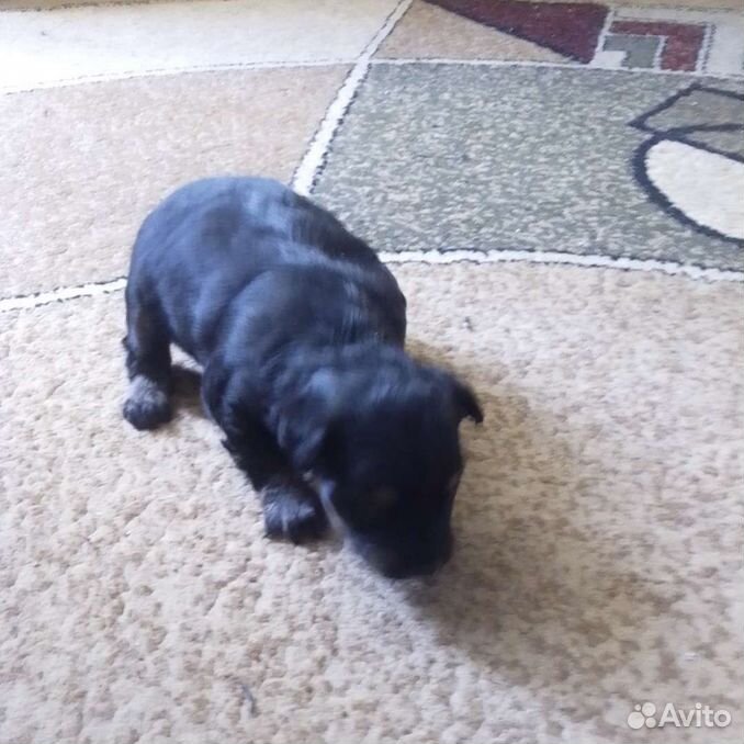 Собака девочка терширский тор терьер 1.5 мес