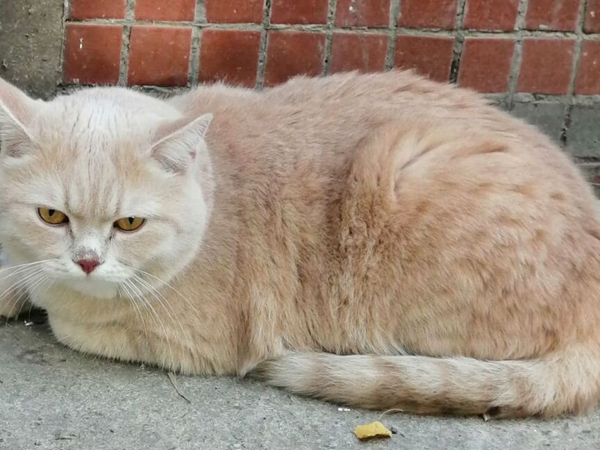 Найден британский кот