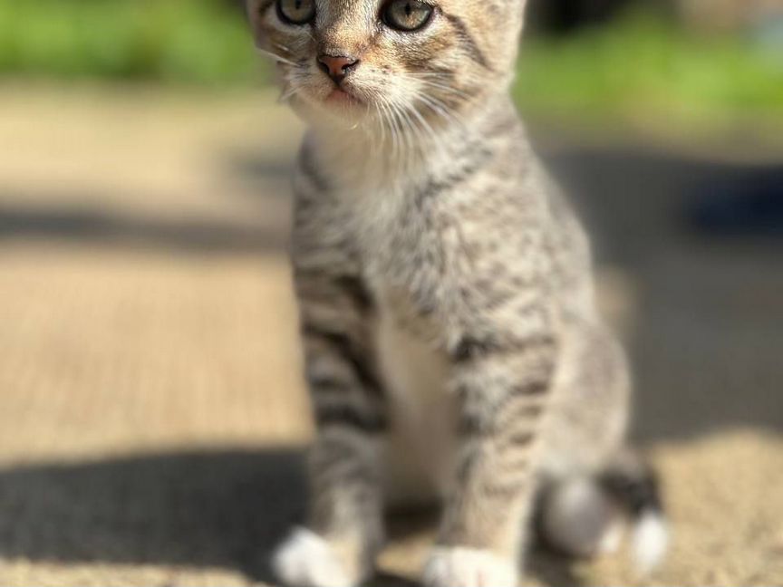 Семейка котят ищет дом