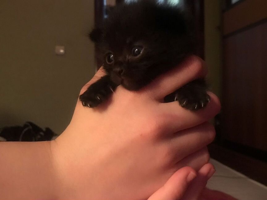 Вислоухие котята