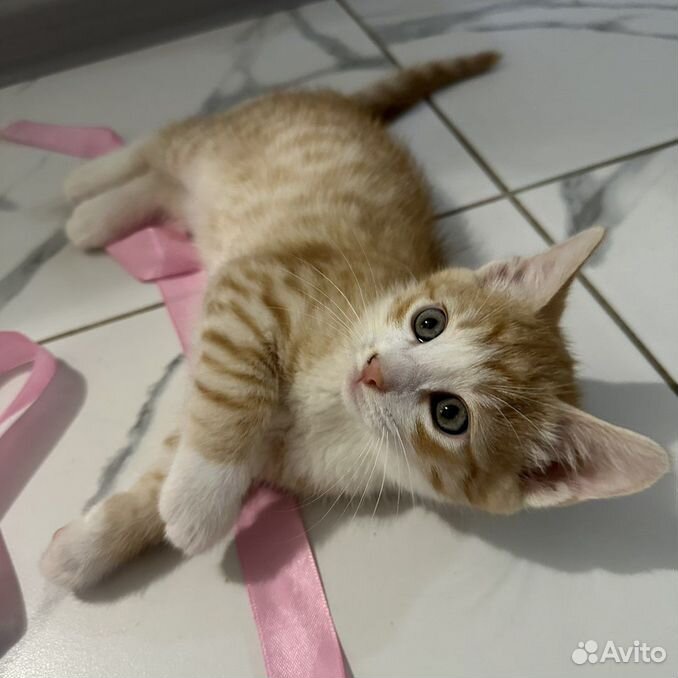 Рыжик в дар