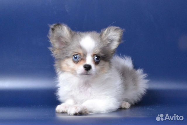 Мальчик помчи)