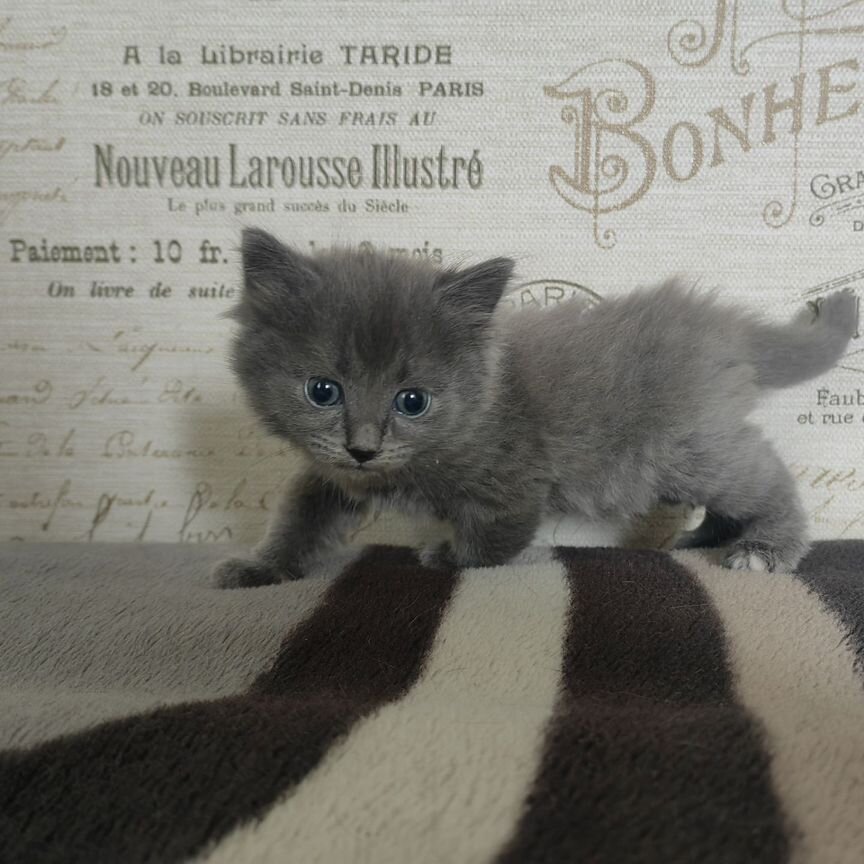 Котята в добрые руки. 1 месяц. Лапочка девочка