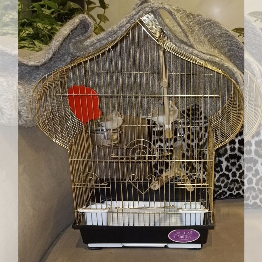 Птицы Амадины с клеткой,доставка 3500