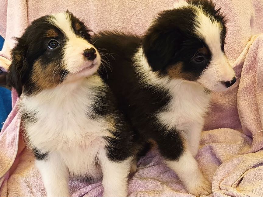 Купить щенка Австралийской овчарки