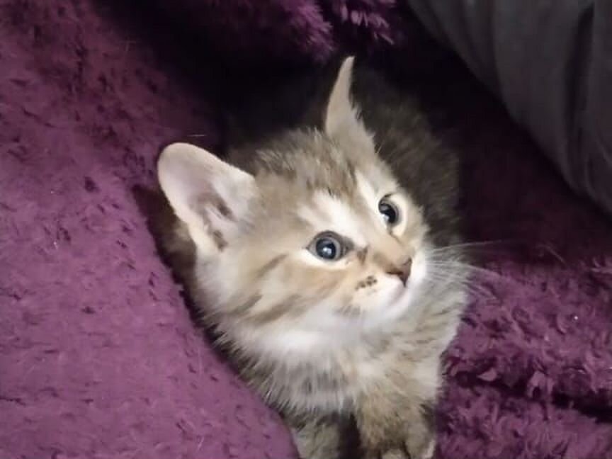 Замечательная кошечка в семью