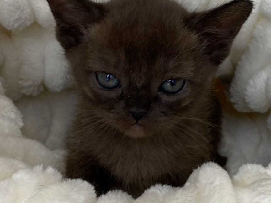 Бурманские котята