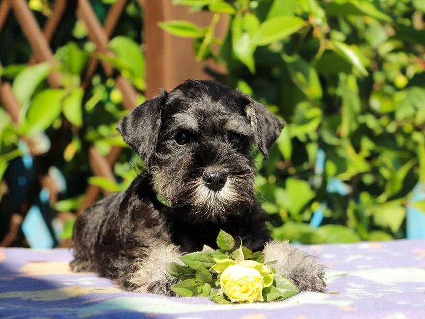 Цвергшнауцер