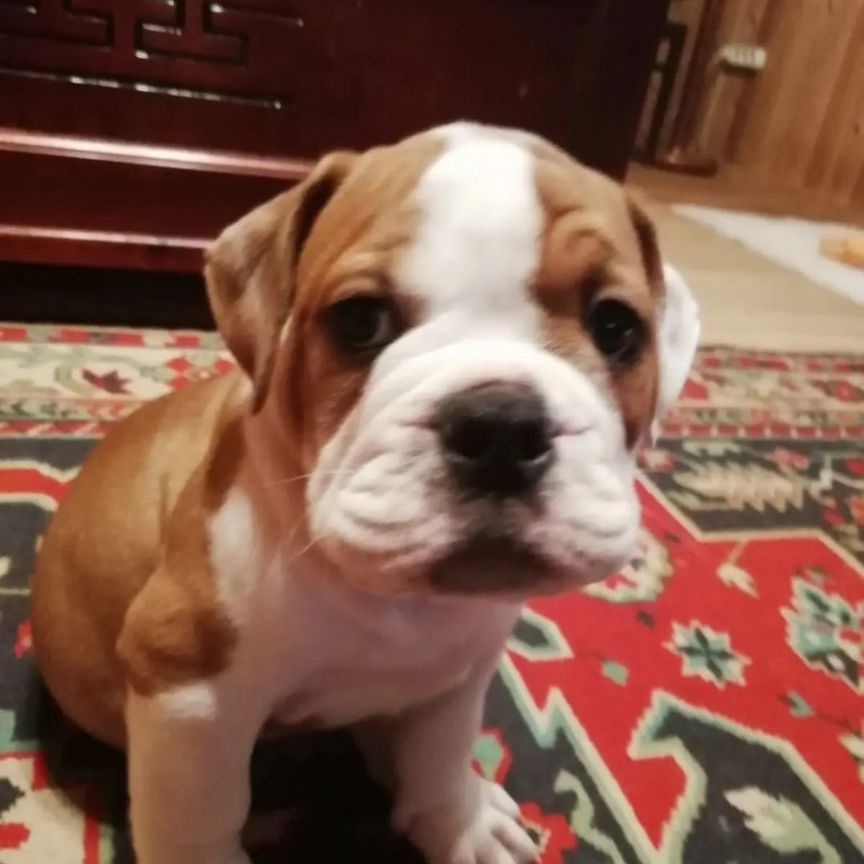 Английский бульдог, щенок