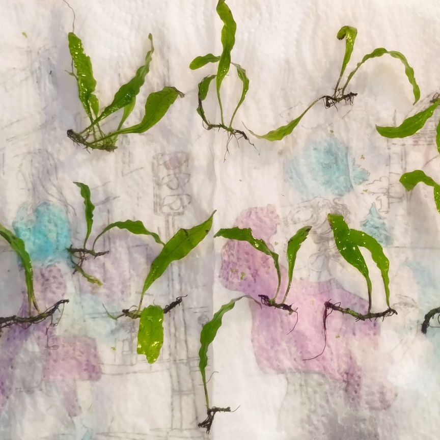 Молодь папоротник таиландский прополка валлиснерии