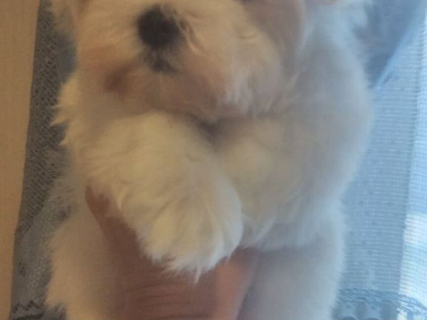 Мальтезе кобель с документами РКФ