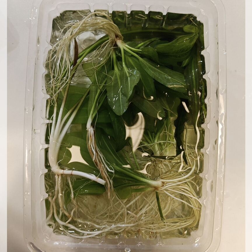 Эхинодорус