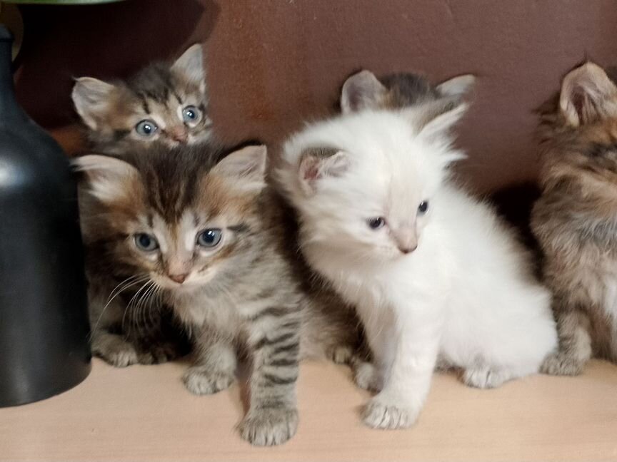 Котята