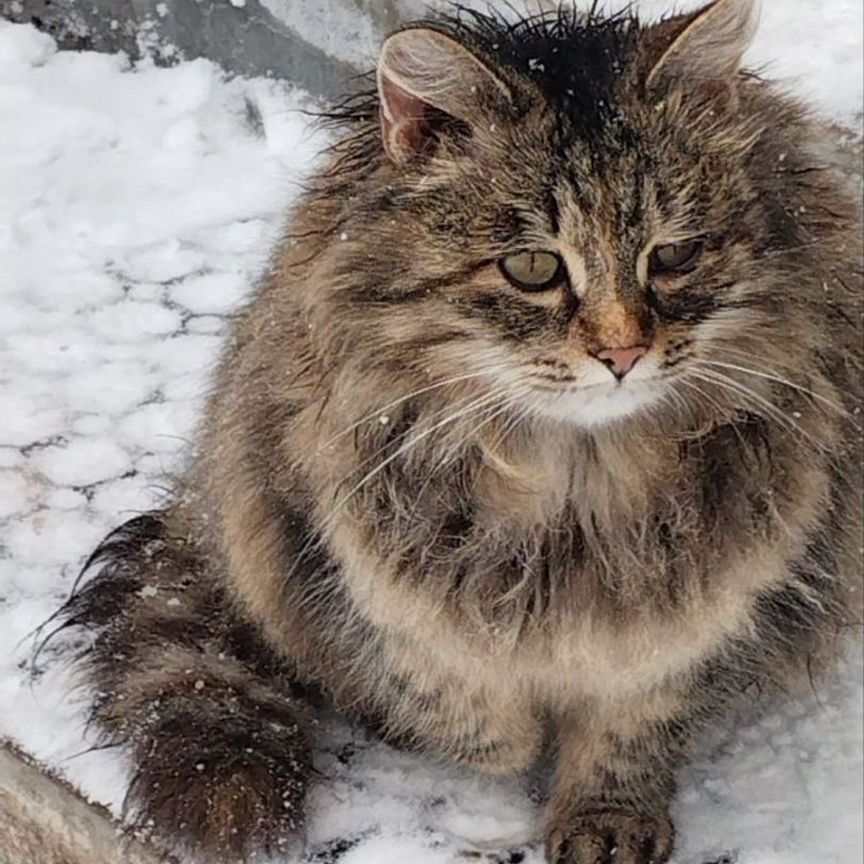 Пушистая кошка нуждается в доме