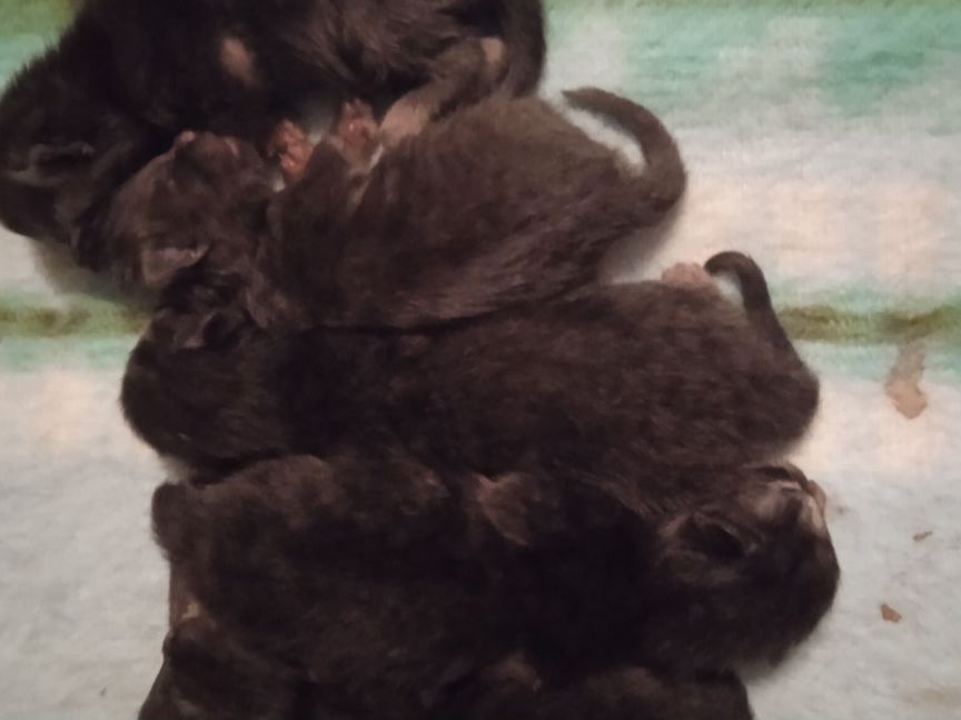 Продаются котята