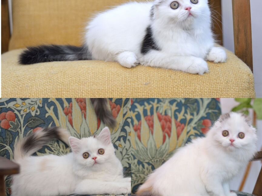 Котята шотландские из питомника