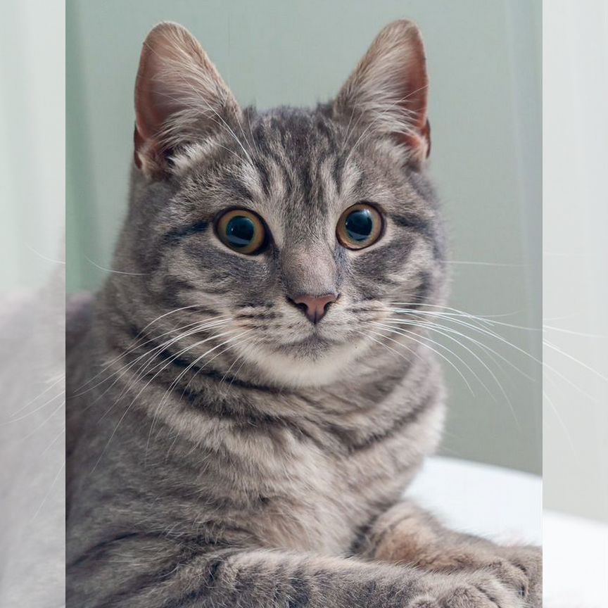 Британский короткошёрстный котёнок