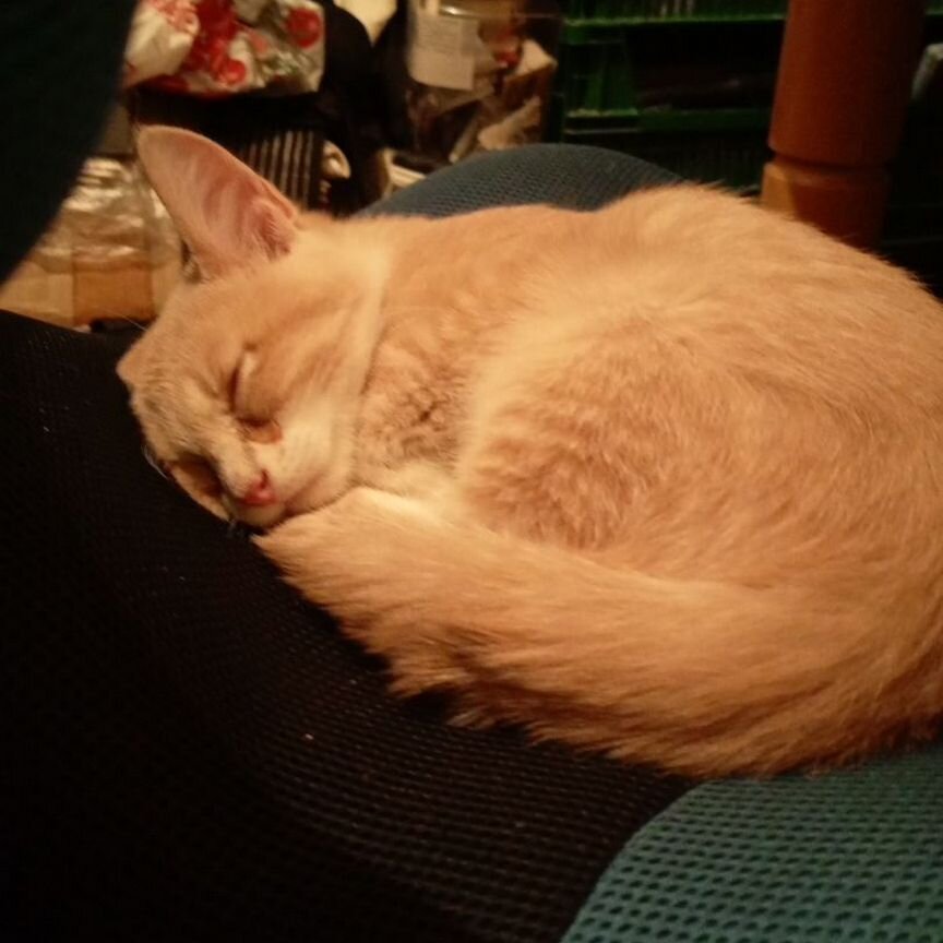 Котенок в добрые руки