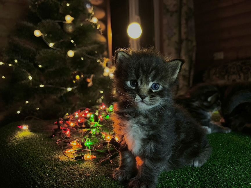Котята мейн-кун
