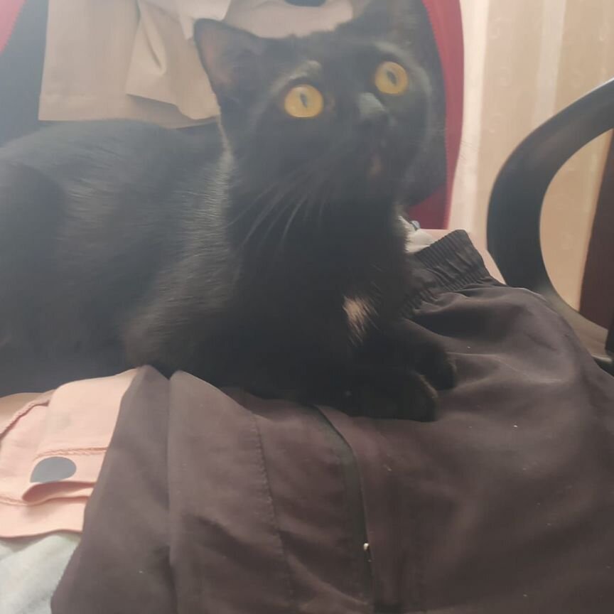Котята