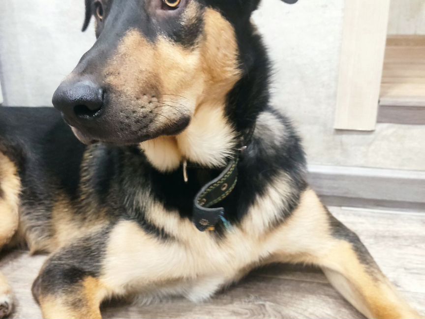 Не теряет надежды добрый и нежный Тобби 9 мес