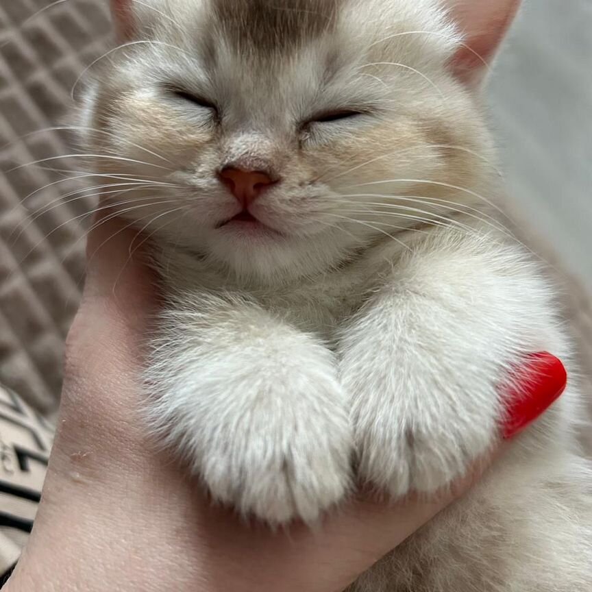 Шотландские котятки