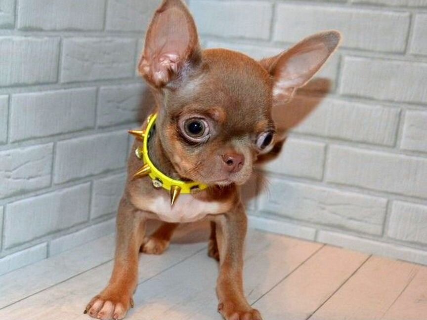 Чихуахуа лилово-подпалый мини мальчик