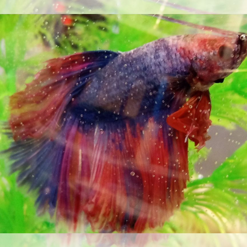 Продам петушка с аквариумом