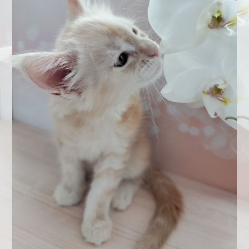 Котята мейн-кун с документами