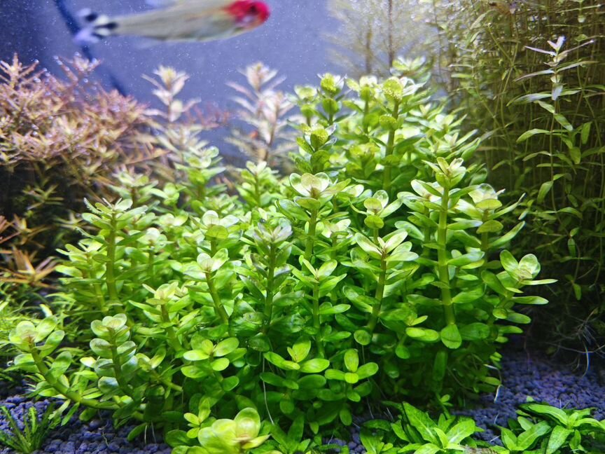 Растения для аквариума