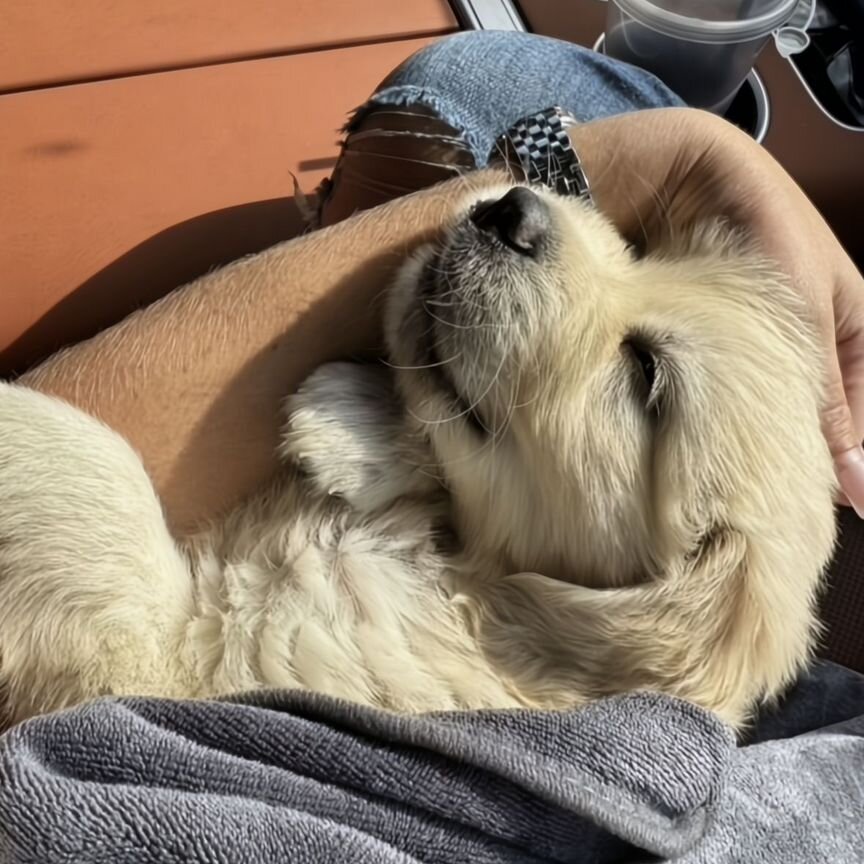 Золотистый ретривер, щенок