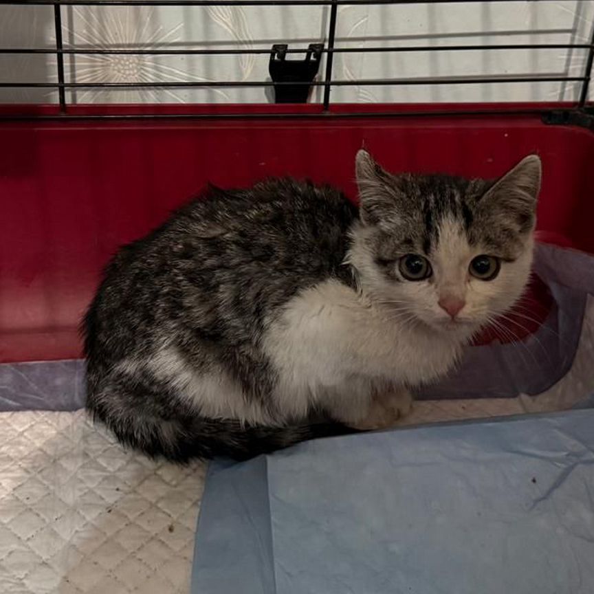 Котёнок в добрые руки