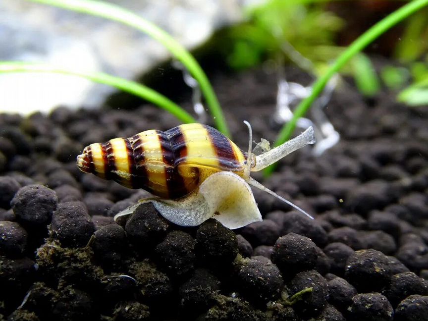 Улитка Хелена бесплатно