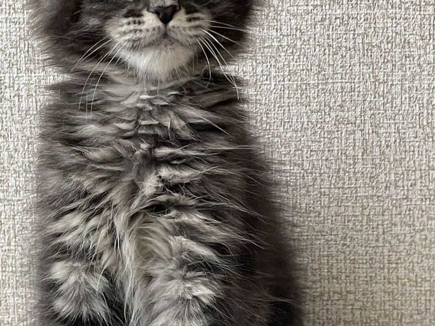 Котята мейн-кун из питомника
