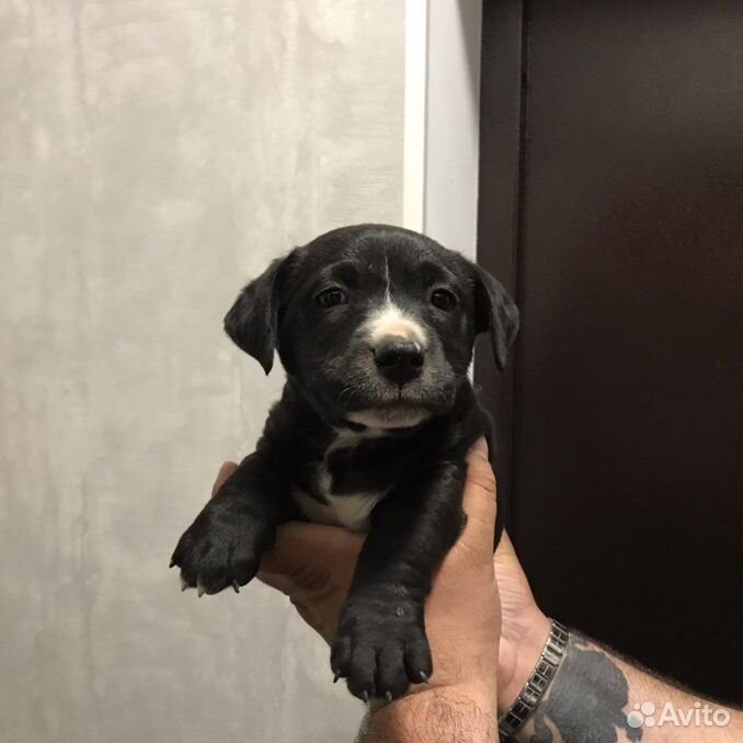 Щенки питбуля (помесь)