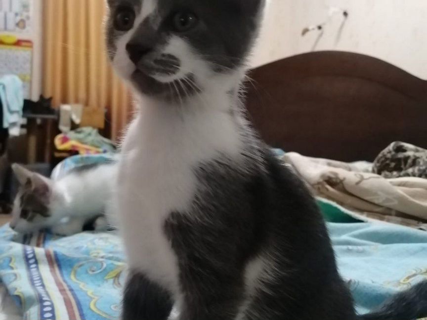 Котенок Тимон