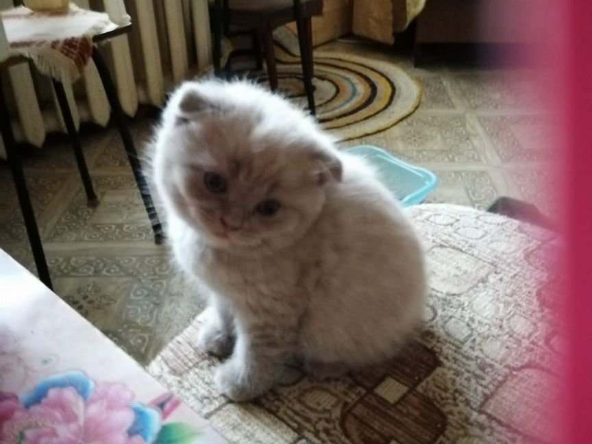 Шотландские вислоухие котята
