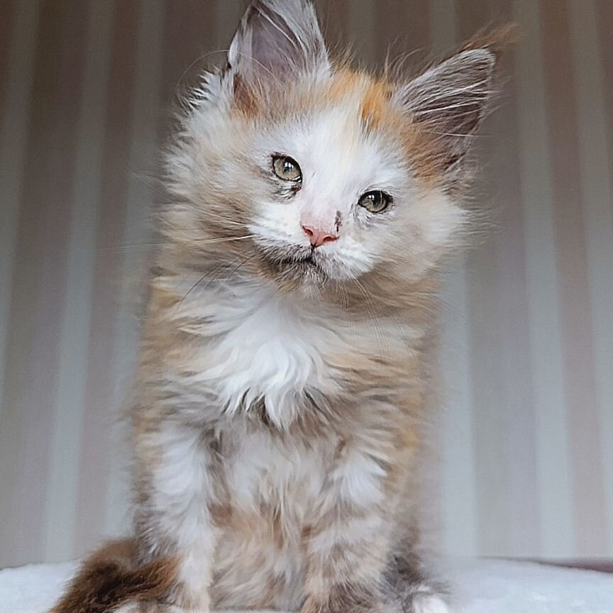 Котёнок мейн кун продажа