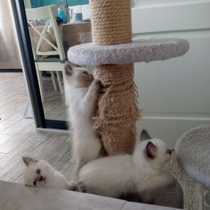 Невские маскарадные котята