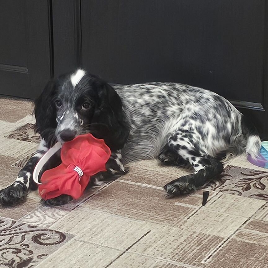 Русский охотничий спаниель, щенок