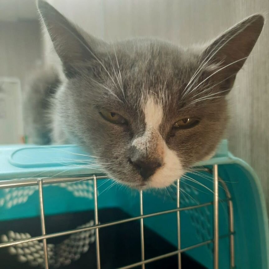 Кошечка Мила