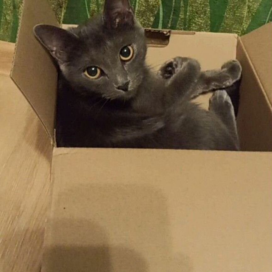 Кошка Карат