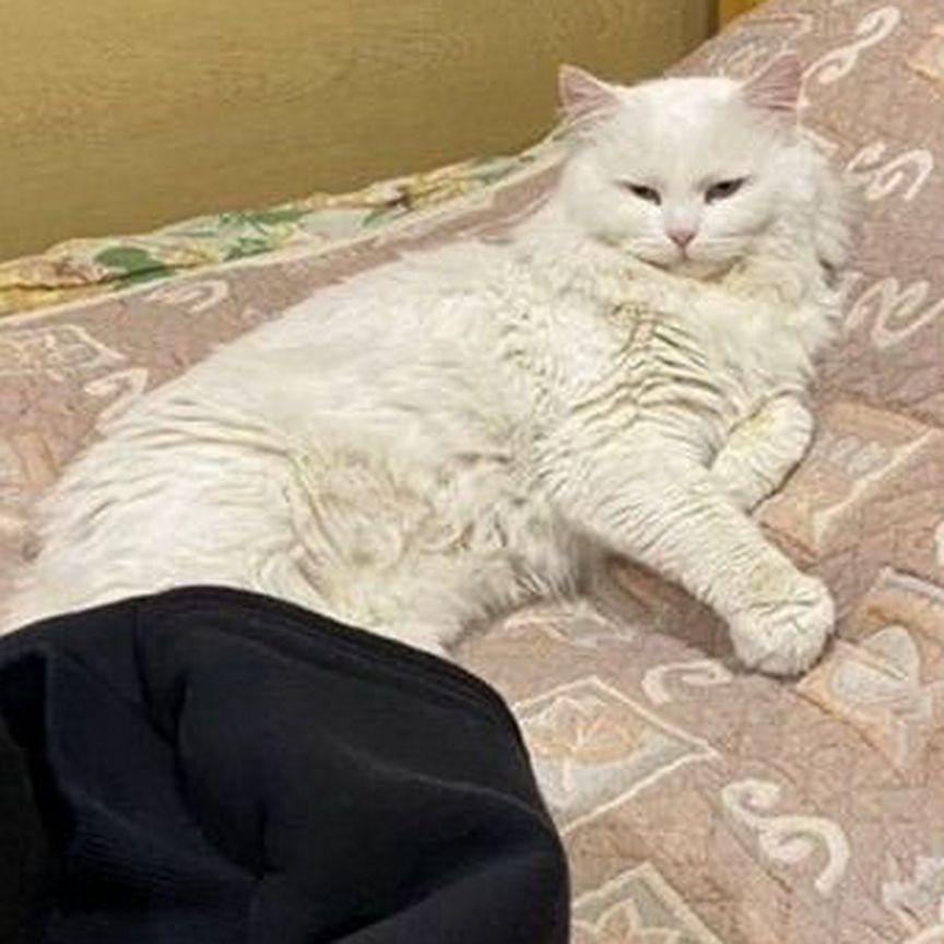 Кот в добрые руки