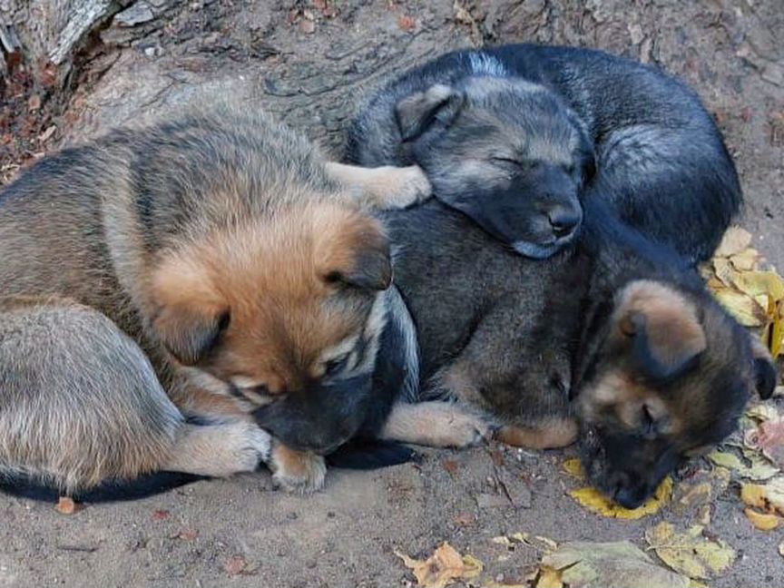 Собачки ищут дом, семью