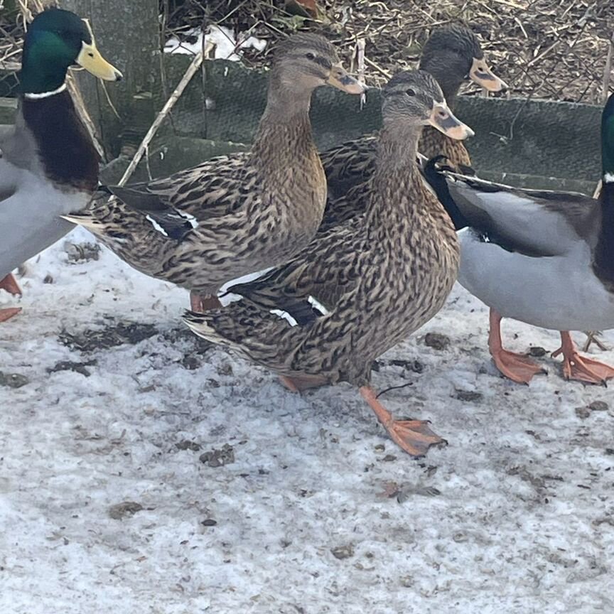 Подсадные утки