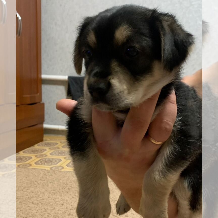 Кокер спаниель, щенок