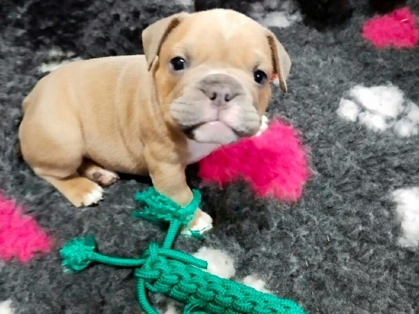 Американский булли щенки