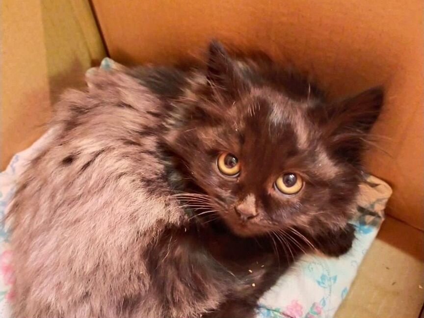 Котята мерзнут